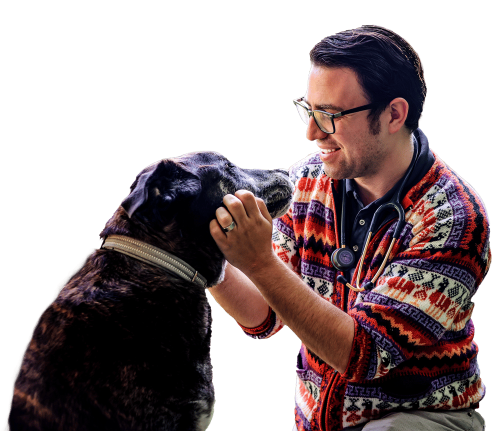 A Day in the Life of an End-of-Life Care Veterinarian webinar